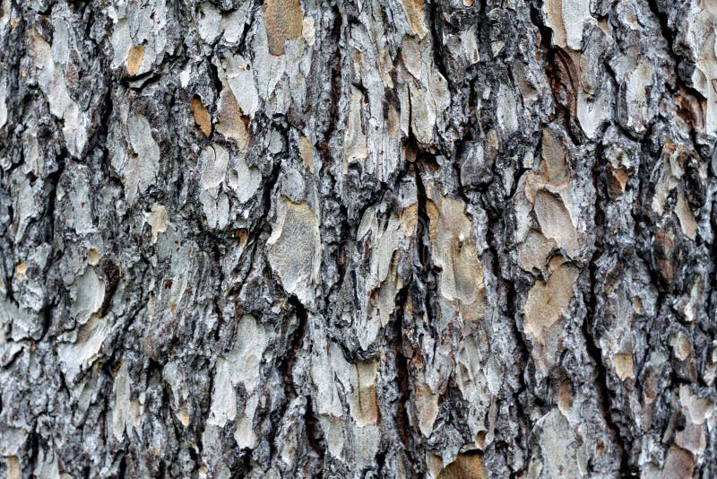 Bark Texture, Atlas Cedar Pine Tree Stock Image - Image of wallpaper ...