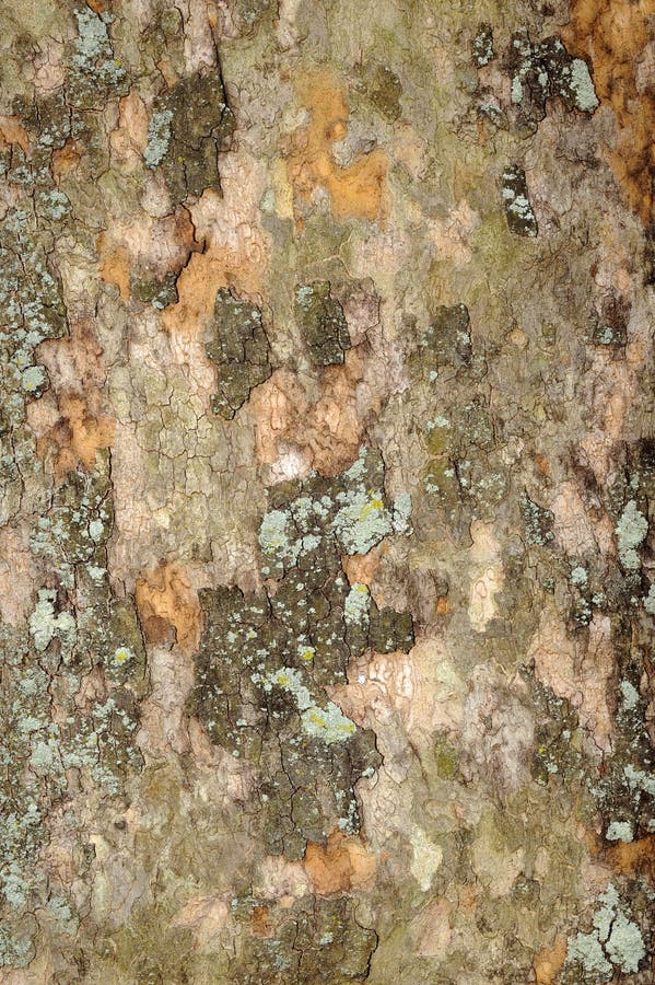 Bark Texture Background stock photo. Image of bark, planetree - 2620194