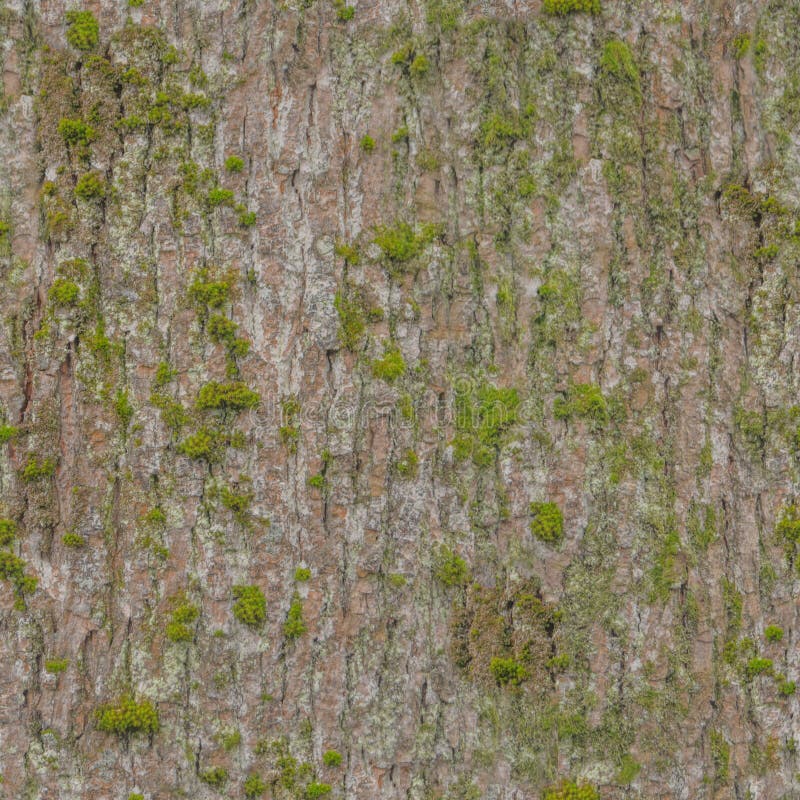 Bark Texture and Background. High Resolution Stock Photo - Image of ...