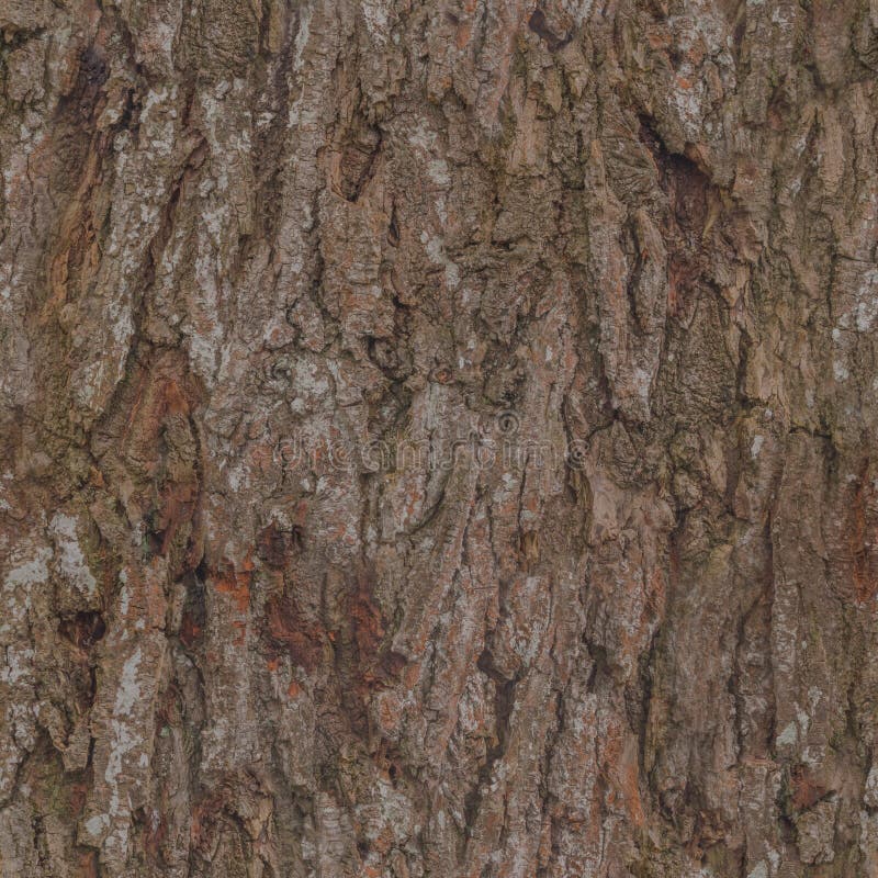 Bark Texture and Background. High Resolution Stock Photo - Image of ...