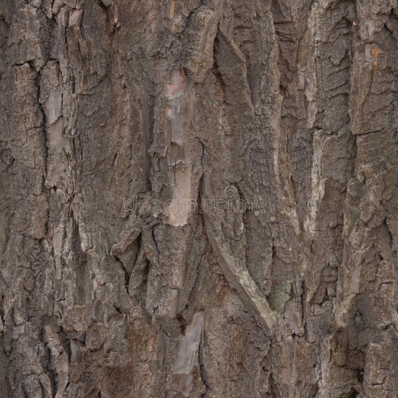 Bark Texture and Background. High Resolution Stock Photo - Image of ...