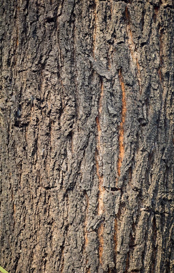 Bark texture background stock image. Image of aging - 243170669
