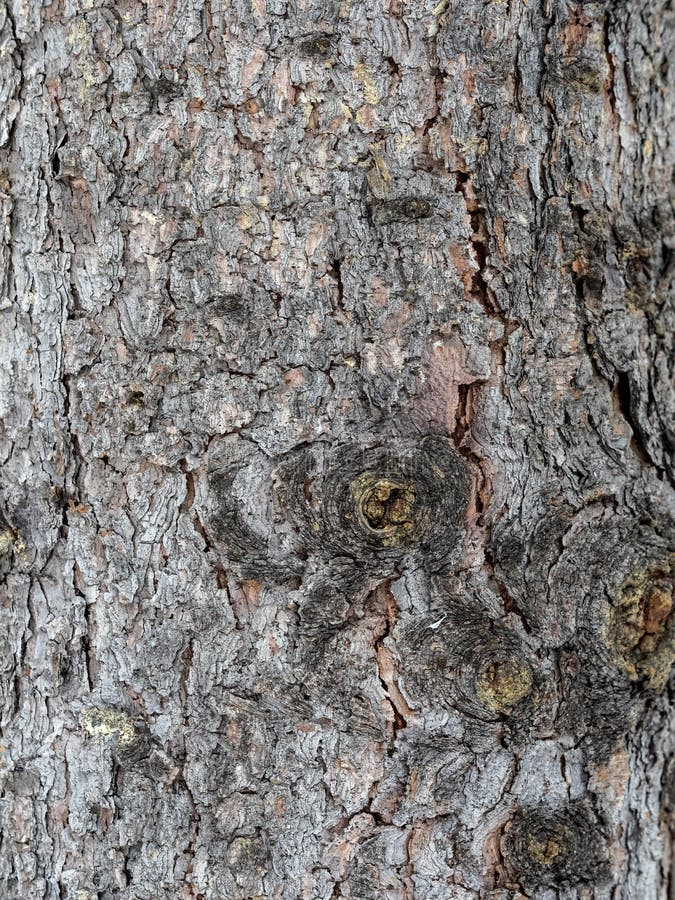Bark Texture and Background of a Old Fir Tree Trunk Stock Photo - Image ...