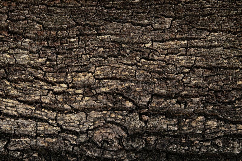 Bark Texture Background Pattern Crack Old Brown for Design. Rough ...