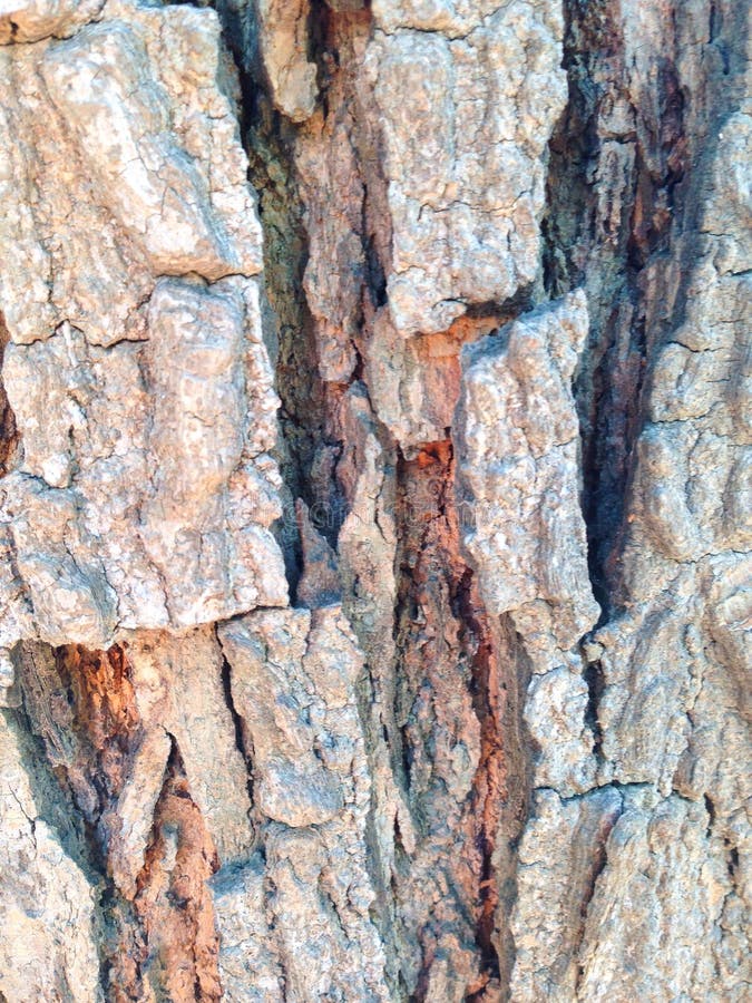 Bark texture of big tree stock photo. Image of bark, split - 48816818