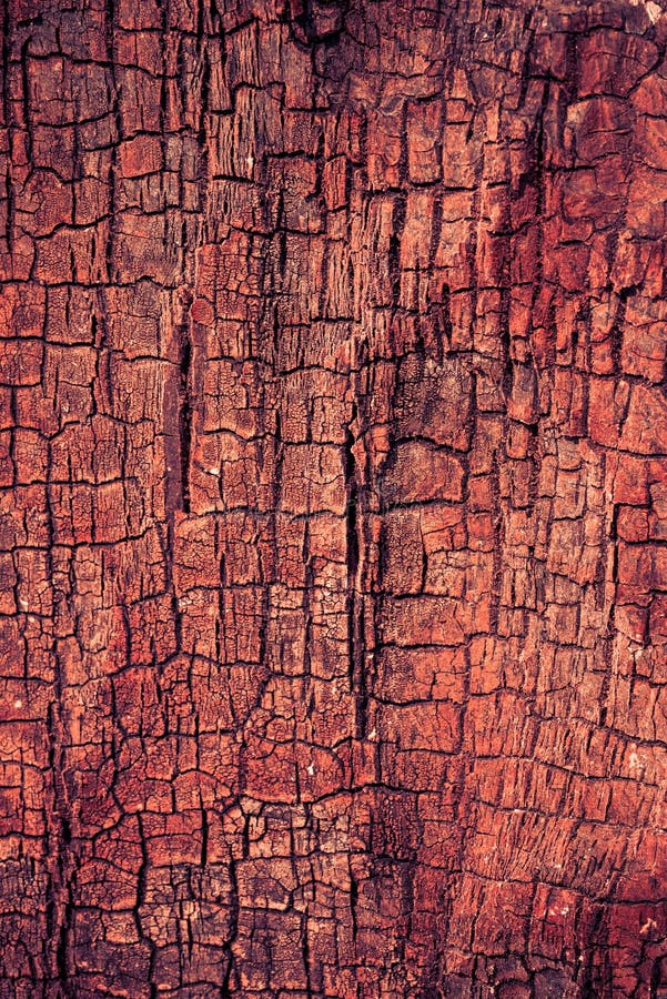Bark texture stock image. Image of elements, background - 89826911