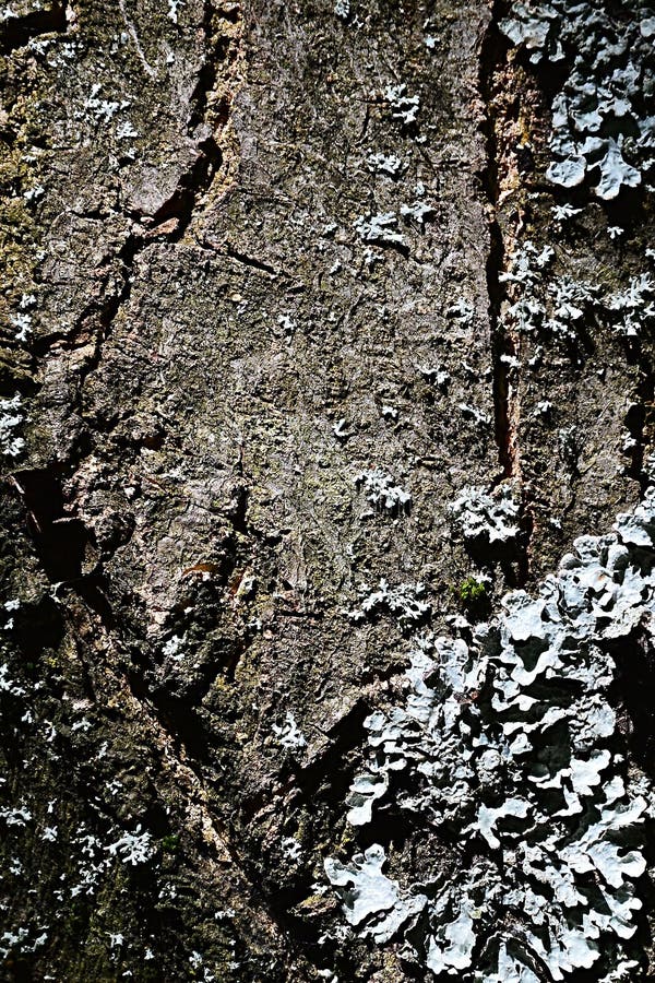 Tree Of Cherry, Bark Tree, Texture Stock Photo - Image of tree, shell ...