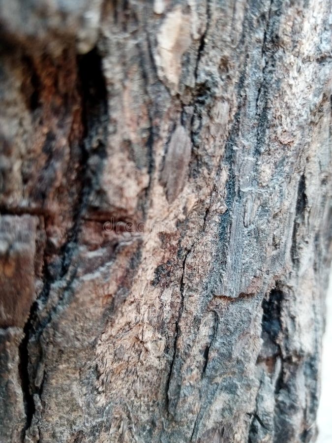 Bark Texture or Close Up of Babool, Gum Arabic Tree, Vachellia Nilotica ...
