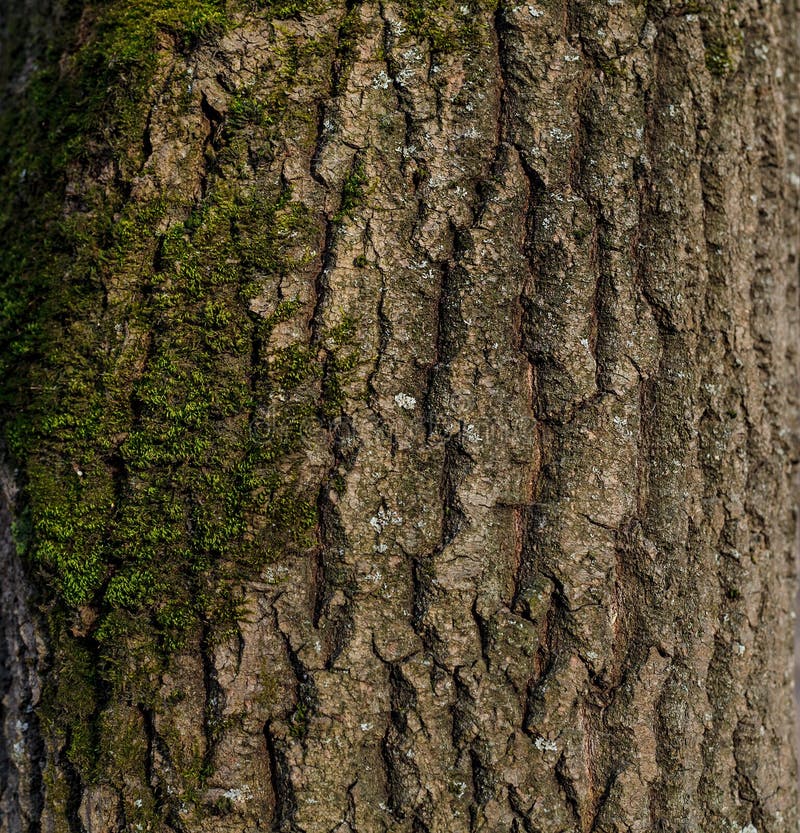 Bark Texture. Square Shot. Natural Texture. Stock Photo - Image of ...