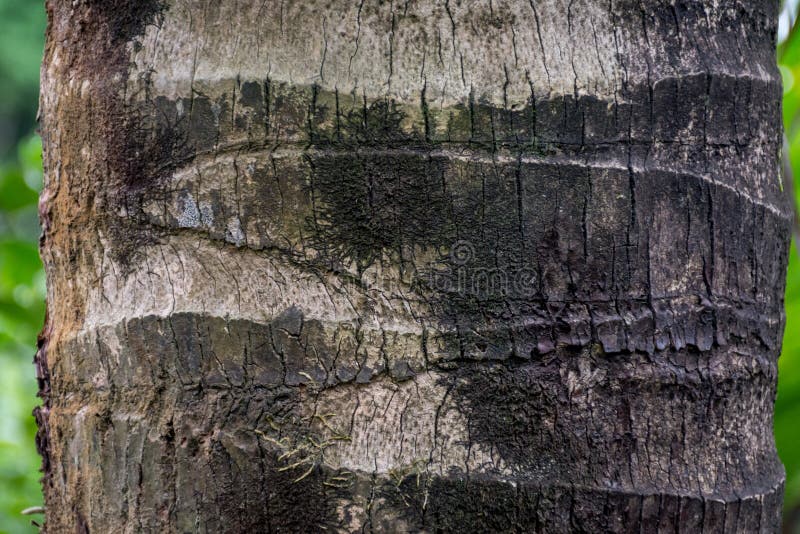 Bark Texture of Coconut Tree. Stock Photo - Image of color, coconut ...