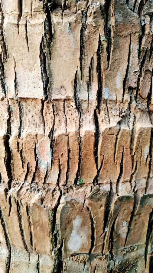 Bark Texture from a Coconut Tree Stock Image - Image of formation ...