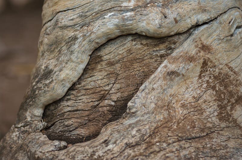 Bark Texture of a Cut Tree Trunk Stock Photo - Image of wood, pattern ...