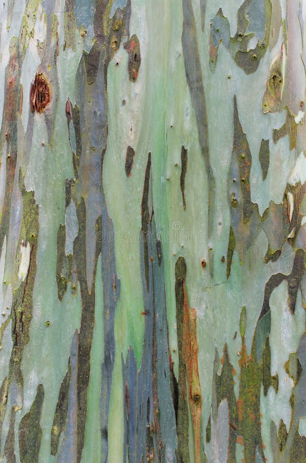 Bark Texture of Eucalyptus Tree Stock Image - Image of pattern, orange ...