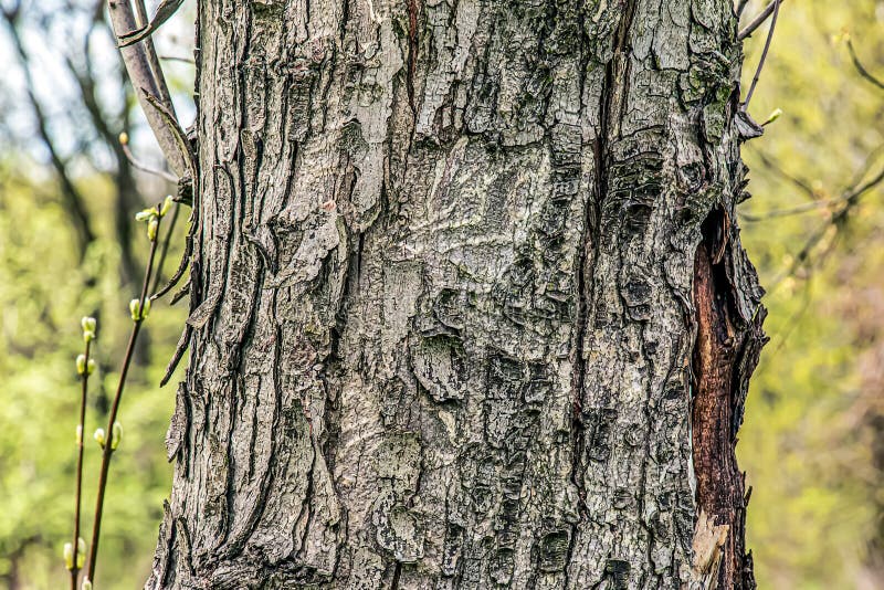 Bark Texture of Field Maple or Acer Campestre. Natural Leather Nature ...