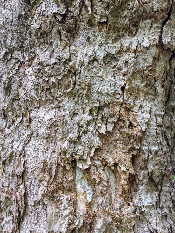 Bark texture stock image. Image of plant, grain, line - 261029549