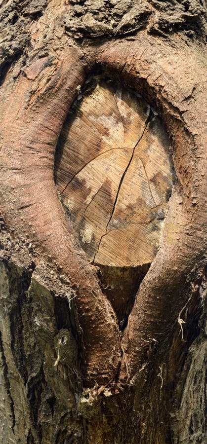 4,678 Knot Tree Bark Stock Photos - Free & Royalty-Free Stock Photos ...