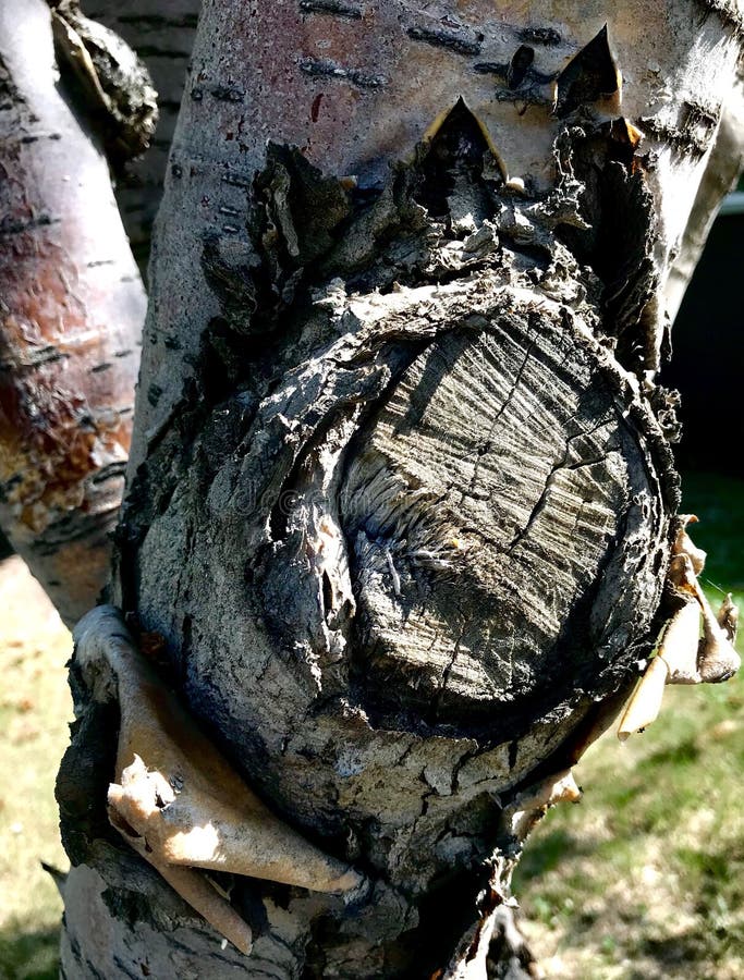 Peeling tree trunk stock photo. Image of trunk, texture - 118601028