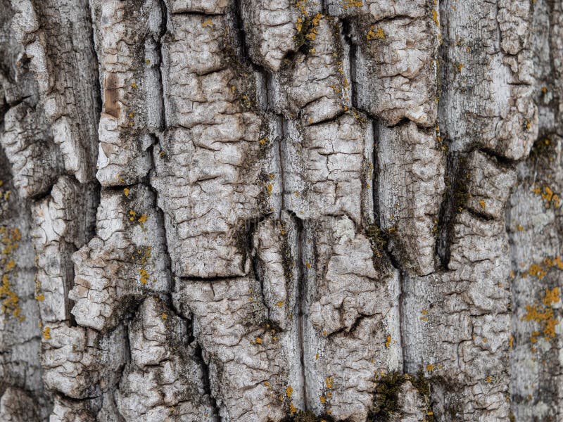 Bark texture macro stock image. Image of texture, branch - 207783081