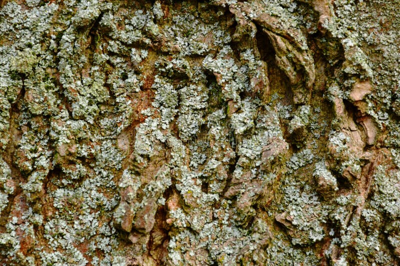 Bark Texture Macro. Tree Trunk Detail with Rough Green, Brown and Gray ...