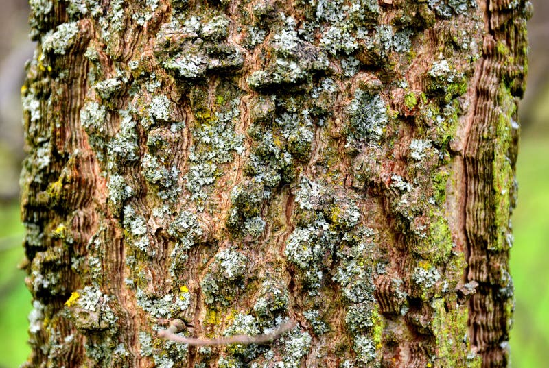 Bark Texture Macro. Tree Trunk Detail with Rough Green, Brown and Gray ...