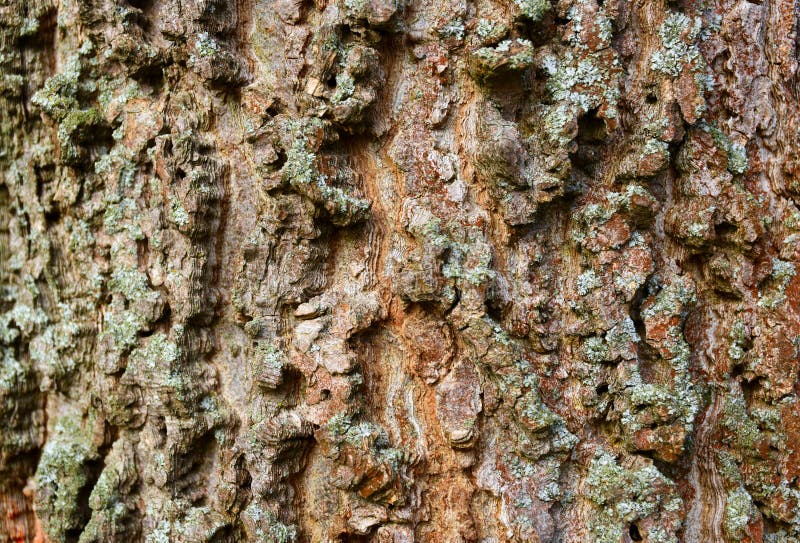 Bark Texture Macro. Tree Trunk Detail with Rough Green, Brown and Gray ...