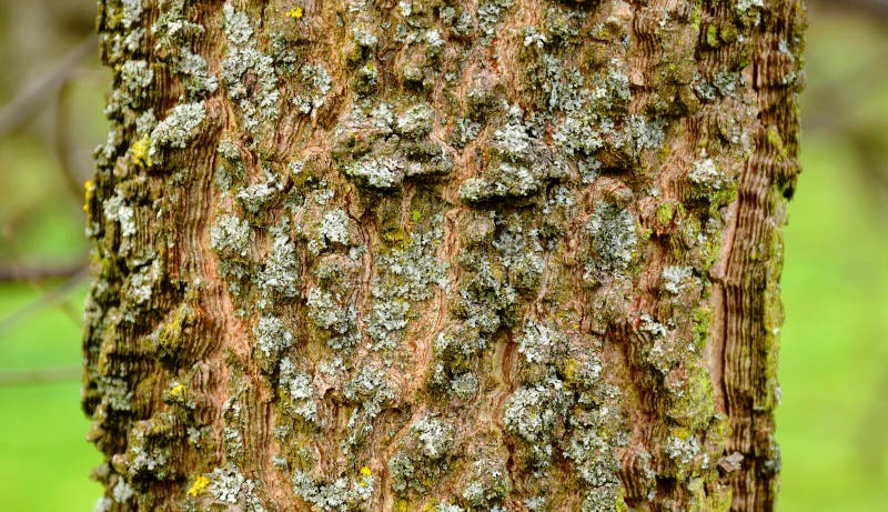 Bark Texture Macro. Tree Trunk Detail with Rough Green, Brown and Gray ...