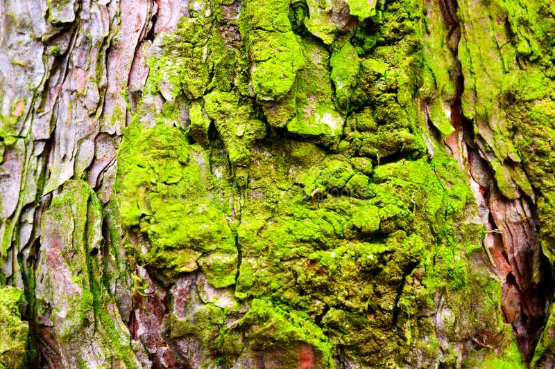 Bark Texture in Macro View. Tree Trunk Detail with Bright Green Moss ...