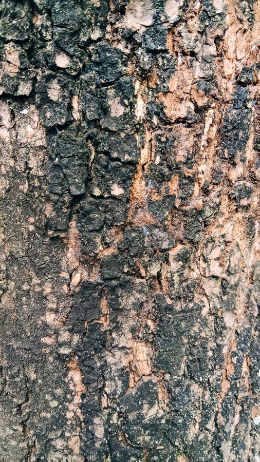 Bark Texture and Mango Tree Trunk Background. Detailed Bark Texture ...