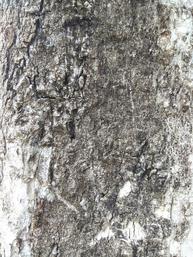 Bark Texture stock photo. Image of cortex, abstract - 149306070