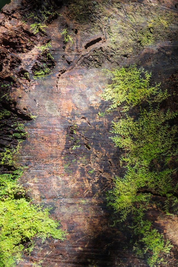 Bark texture with moss stock photo. Image of jungle, stem - 60176378
