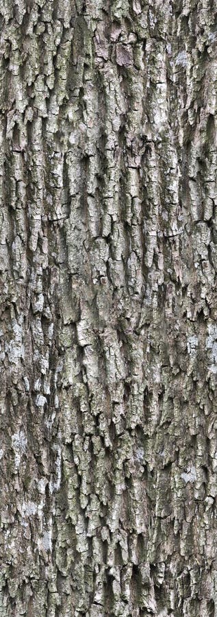 Oak Tree Seamless Diffuse Texture Map for 3d Model Stock Photo - Image ... Oak Tree Seamless Diffuse Texture Map for 3d Model Stock Photo - Image ...
