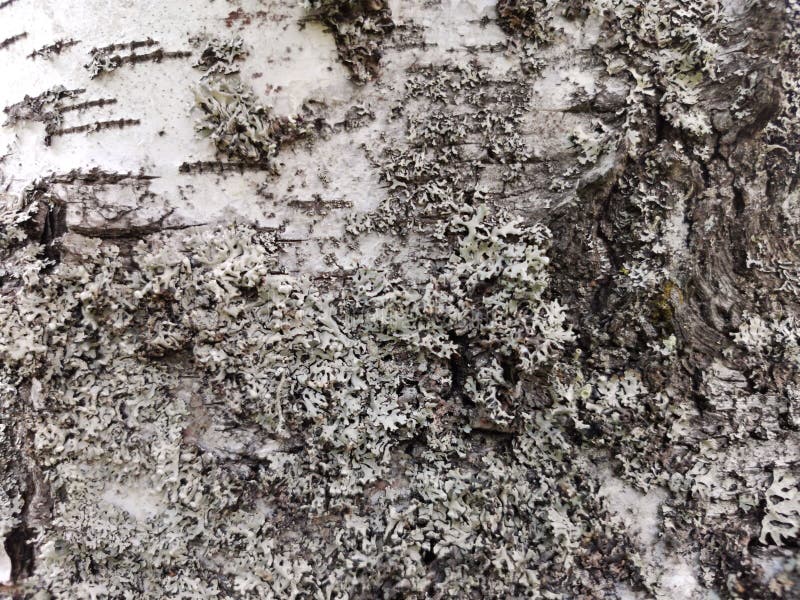 Bark Texture of an Old Birch Tree Covered with Moss Stock Image - Image ...
