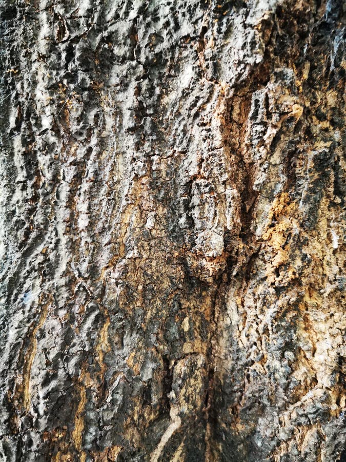 Bark Texture of Old Mango Tree Stock Image - Image of geology, branch ...