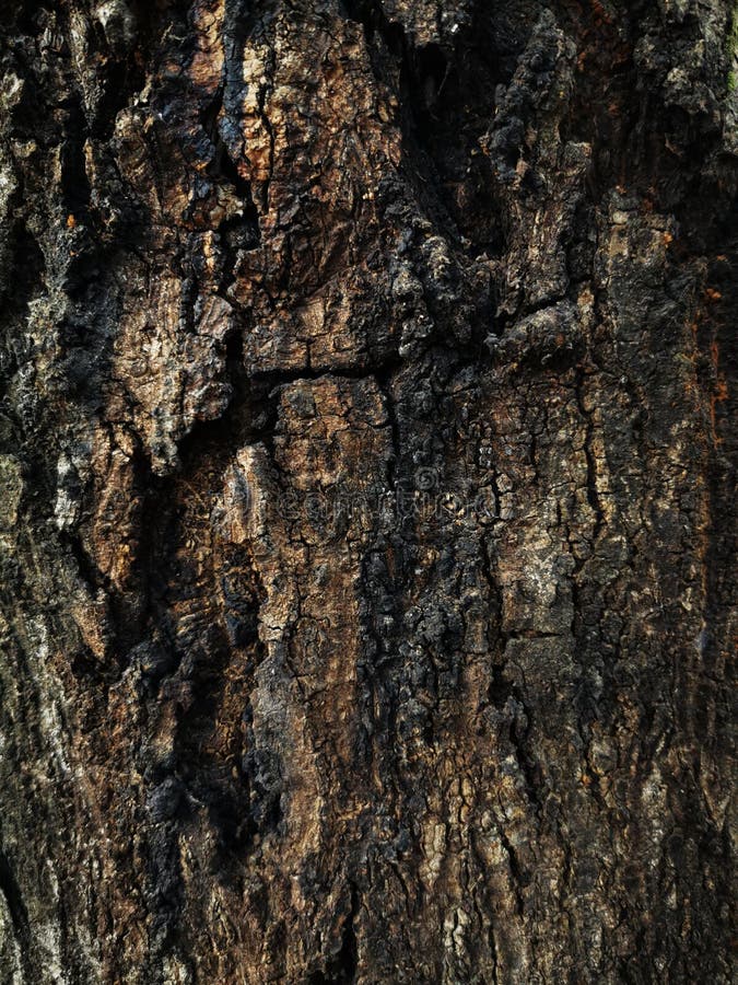 Bark Texture of Old Mango Tree Stock Photo - Image of flooring, plant ...