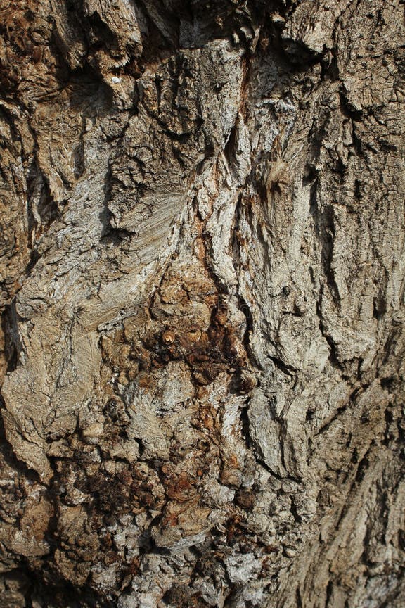 Bark Texture. Old Poplar Tree Stock Photo - Image of season, bark: 36524988