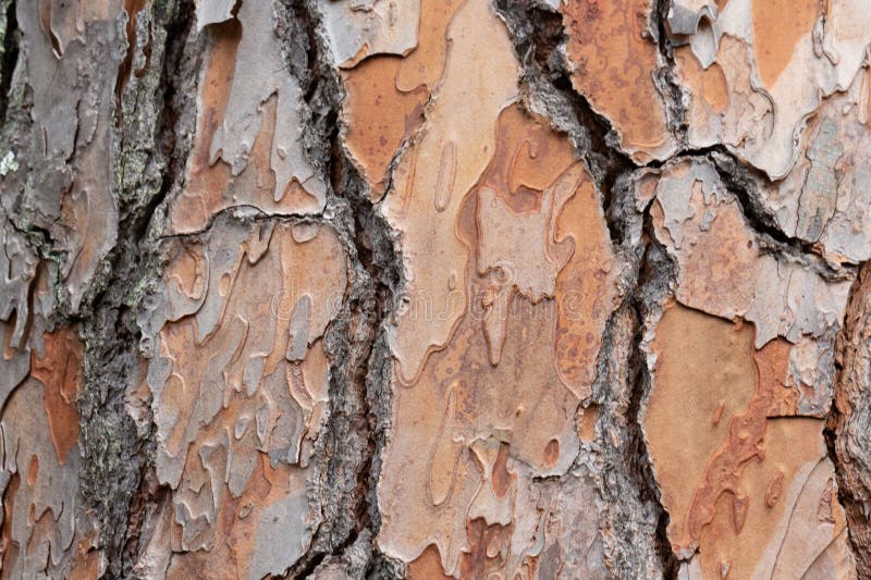 Bark Texture of Pinus Pinea L. Pine Trunk Stock Image - Image of ...
