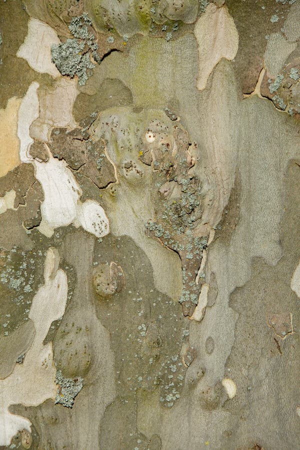 Bark Texture of Plane Tree, Stock Photo - Image of texture, design ...