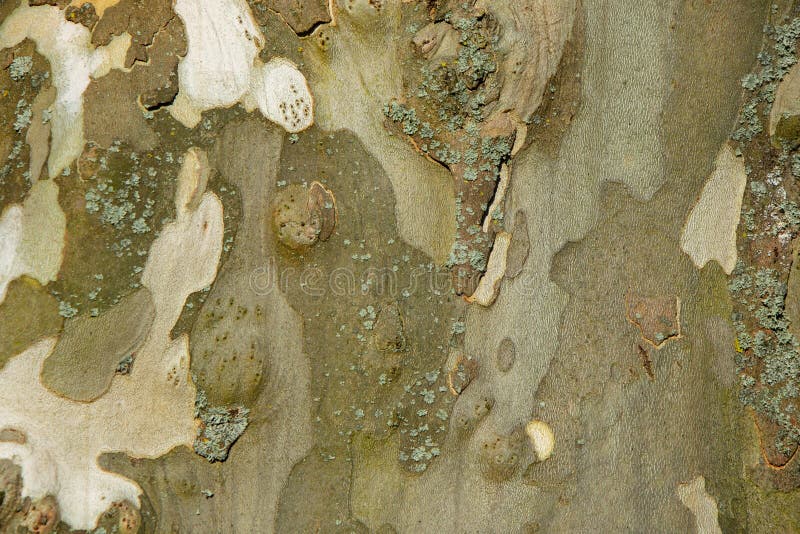 Bark Texture of Plane Tree, Stock Image - Image of natural, grunge ...