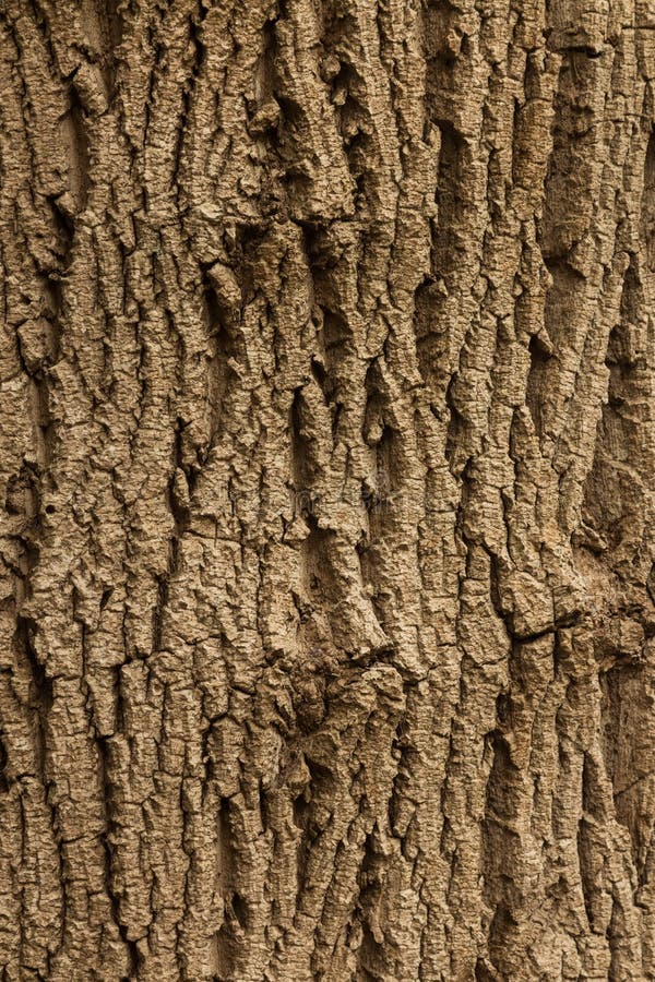Bark Texture stock photo. Image of natural, tree, maple - 40032704