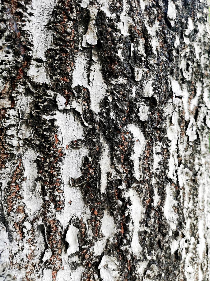 Bark Texture ( Shorea Robusta Roxb Tree ) Stock Image - Image of tonics ...
