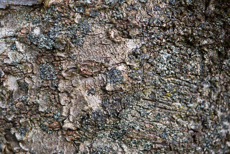 Bark Texture of Sour Cherry Tree Stock Photo - Image of patched ...