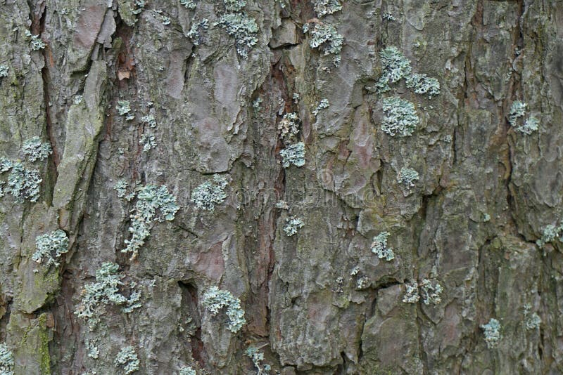 Bark Texture. Spruce Bark Close-up Stock Image - Image of texture, bark ...