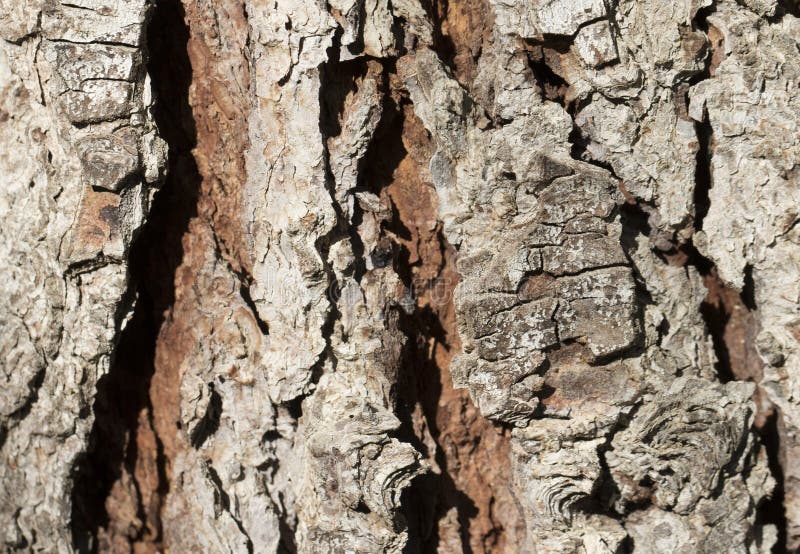 Texture of the Log of a Cedar Tree Stock Photo - Image of abstract ...