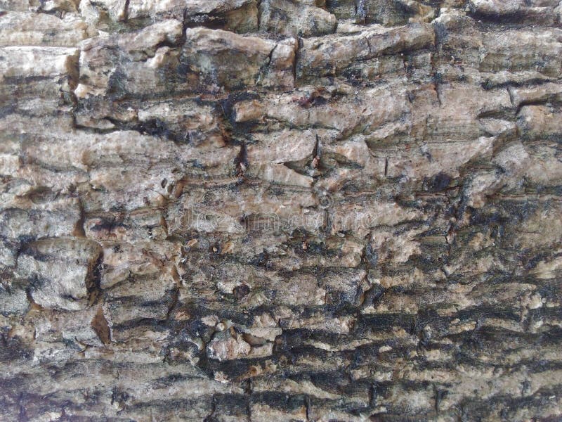 Bark texture stock image. Image of park, close, firewood - 86640351