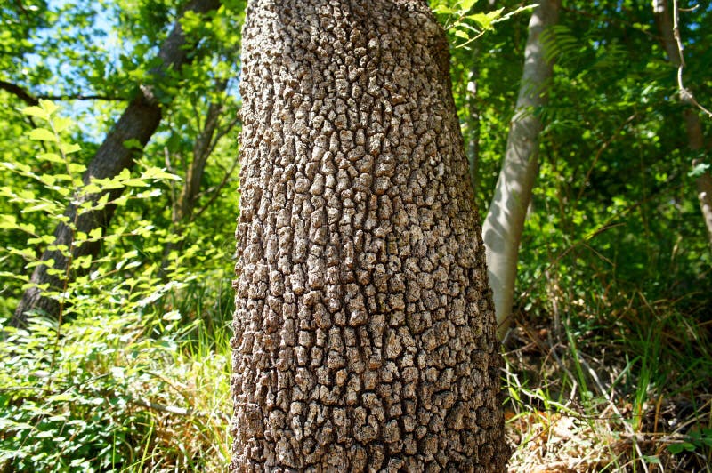 308 Picture Back Sony Stock Photos - Free & Royalty-Free Stock Photos ...