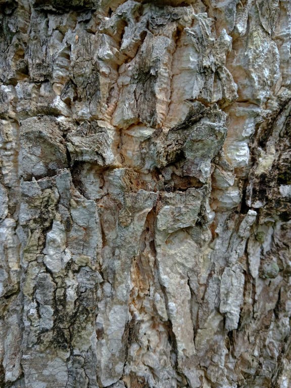 Bark TextureTree Bark Texture, the Texture of Tree Bark Covered with ...