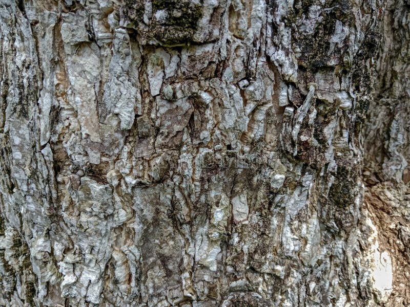 Bark TextureTree Bark Texture, the Texture of Tree Bark Covered with ...