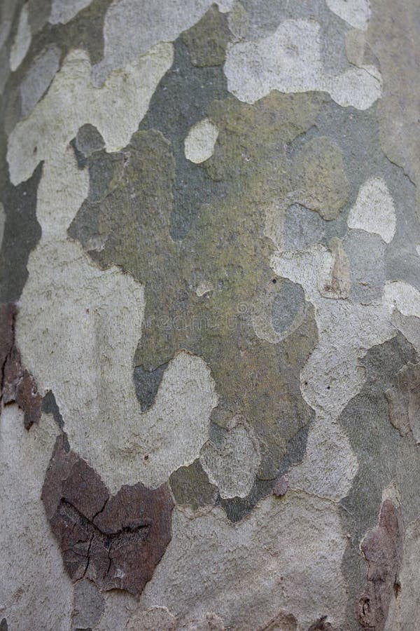 Birch Tree Trunk Detail Bark Texture Knot Patterns Nature Stock Photos - Free & Royalty-Free ...