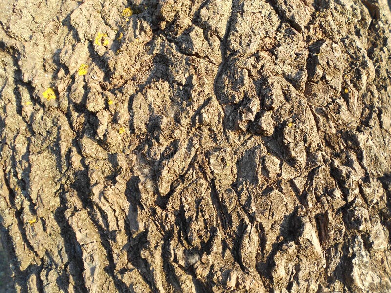 Bark texture stock image. Image of exclusive, beautiful - 93096331