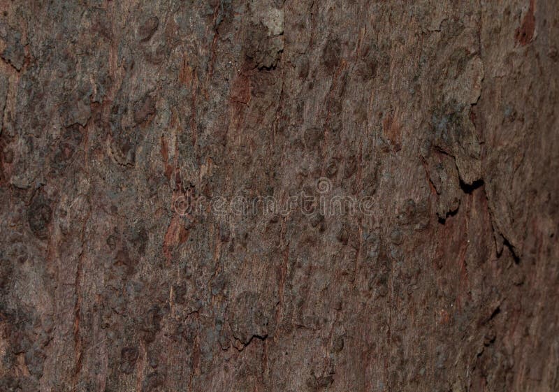 Bark Texture Wood Texture for Background Space for Text Stock Image ...